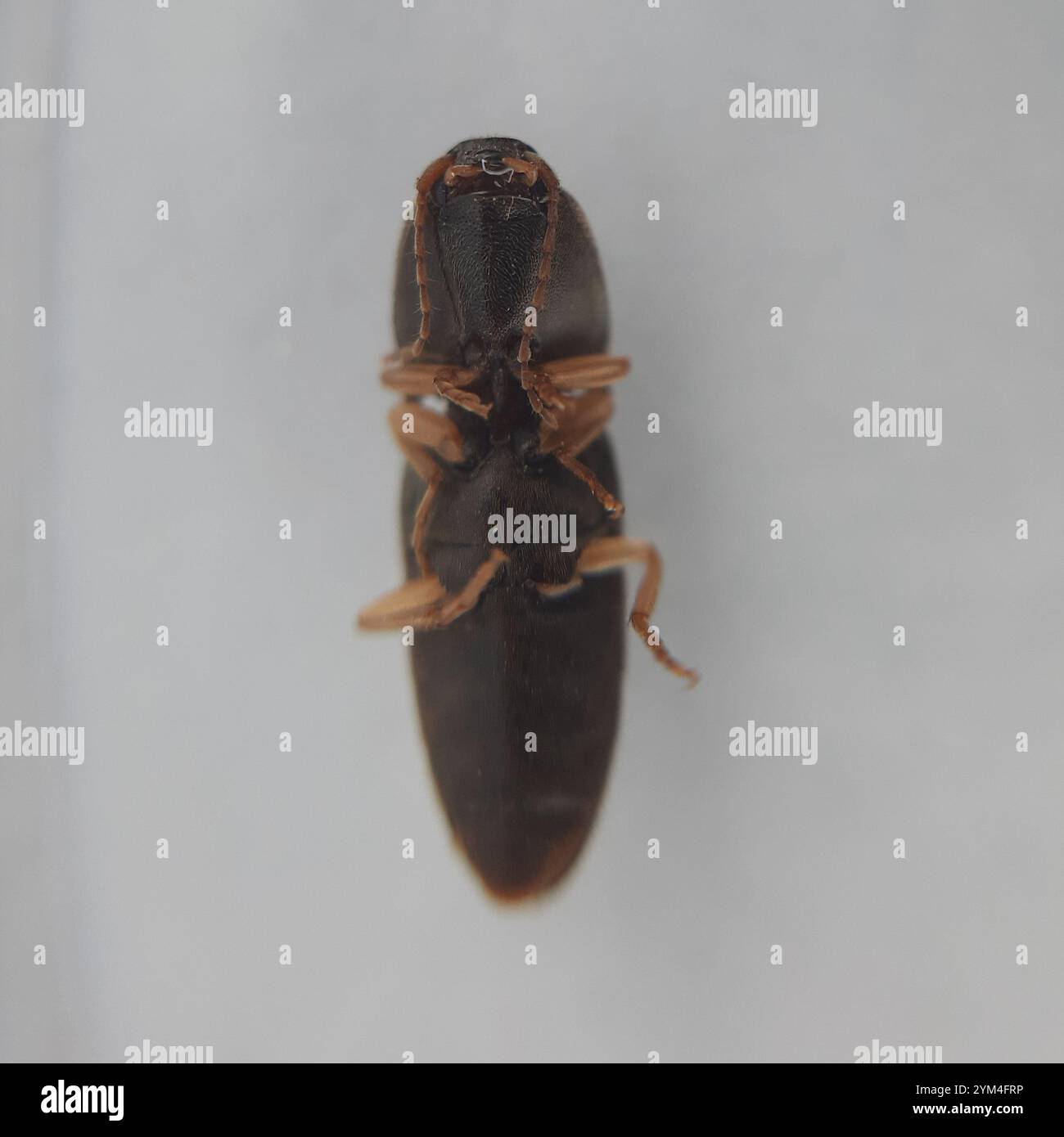 Monocrepidius hi-res stock photography and images - Alamy