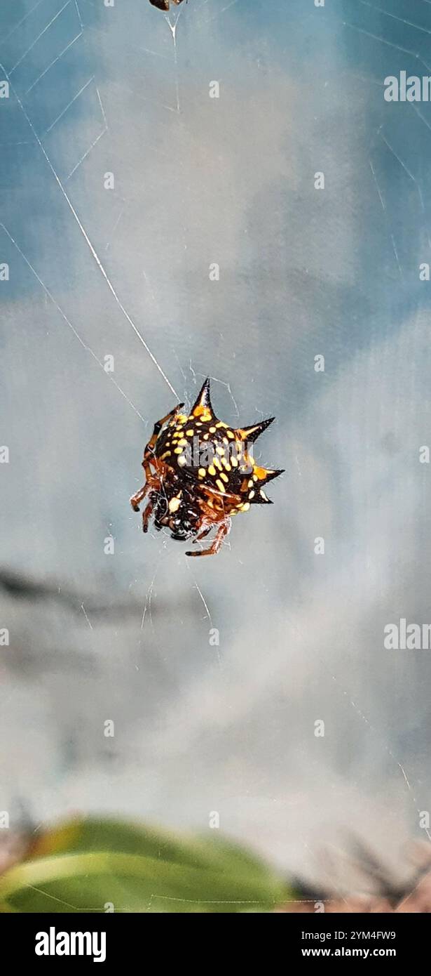 Christmas Jewel Spider (Austracantha minax Stock Photo - Alamy