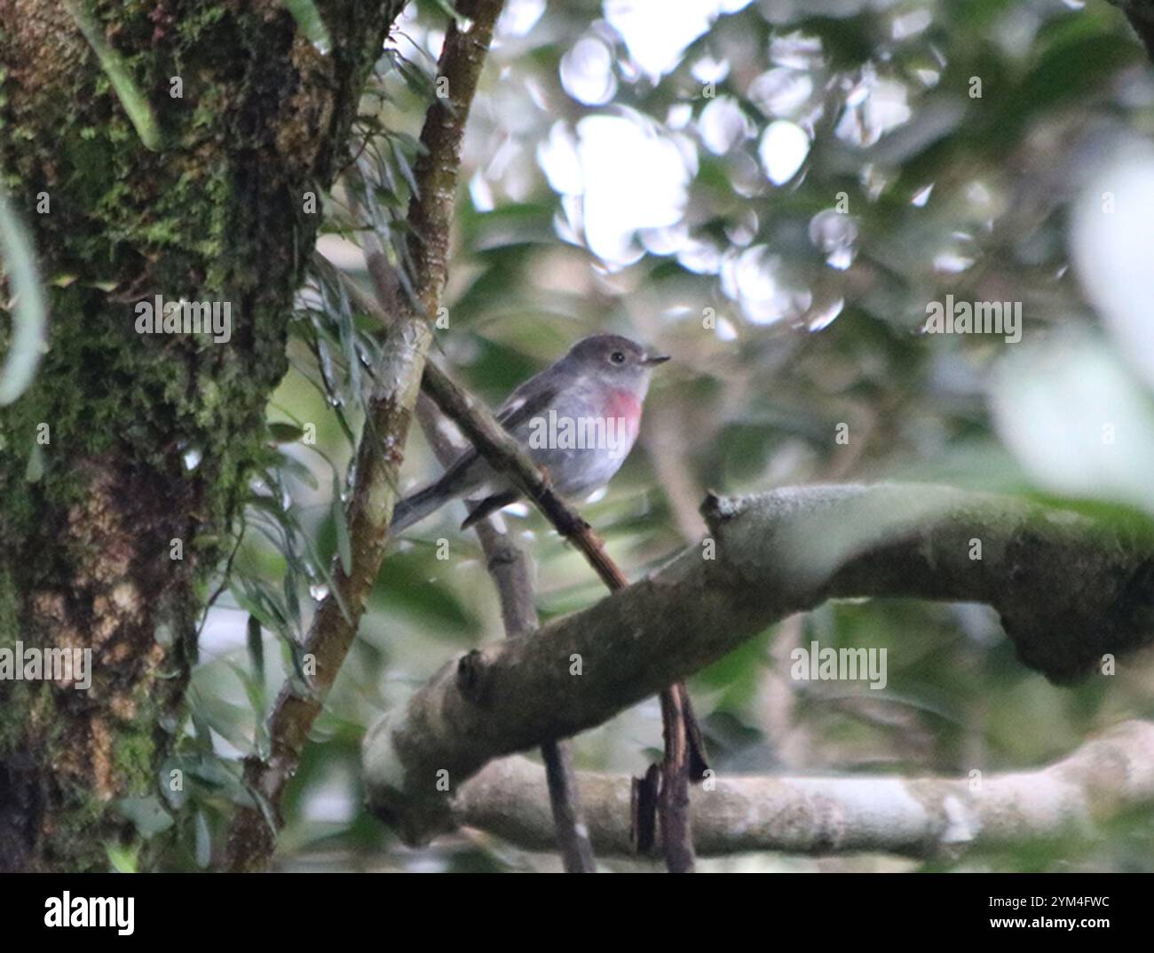 Rose Robin (Petroica rosea Stock Photo - Alamy