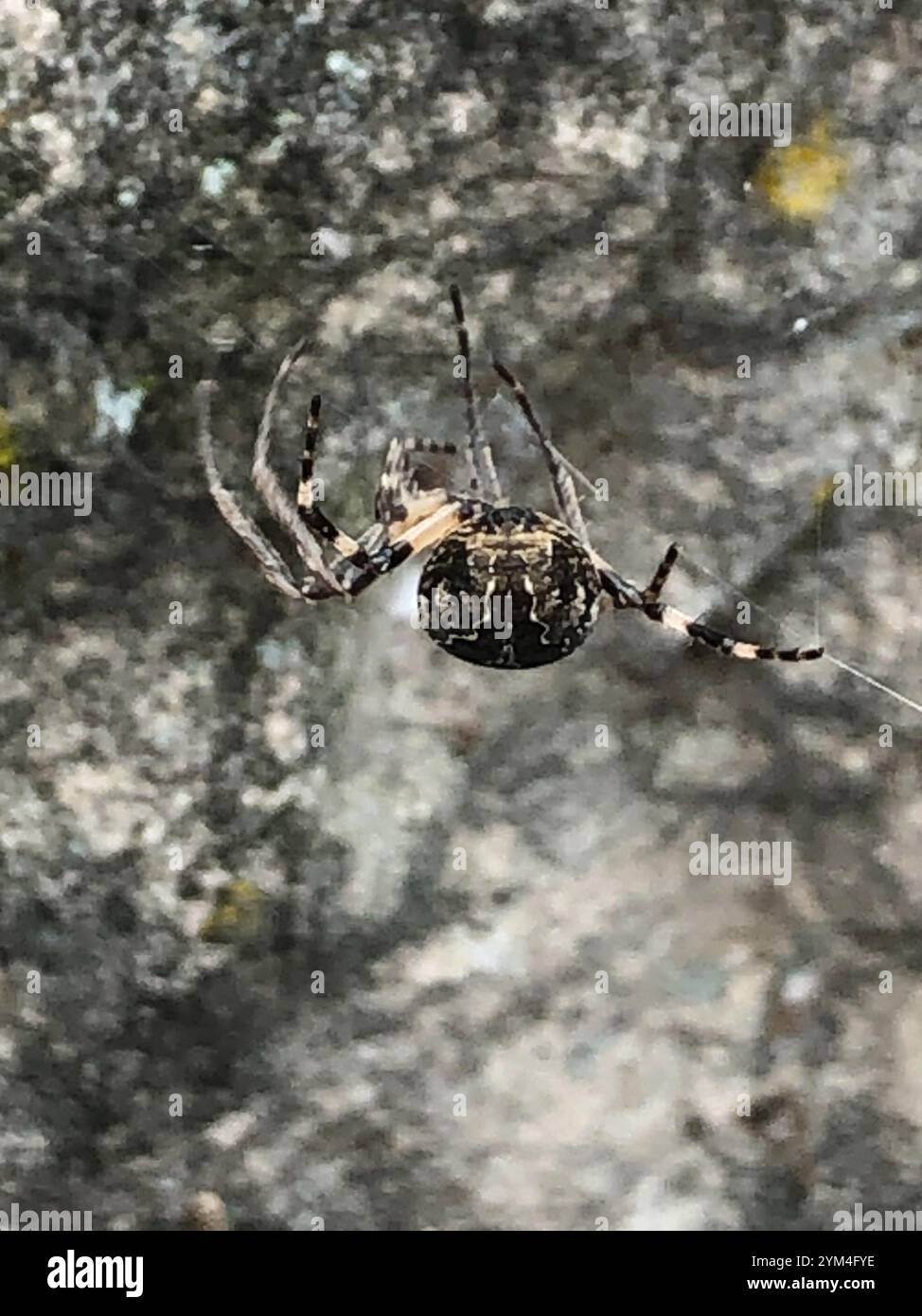Grey Cross Spider (Larinioides sclopetarius Stock Photo - Alamy