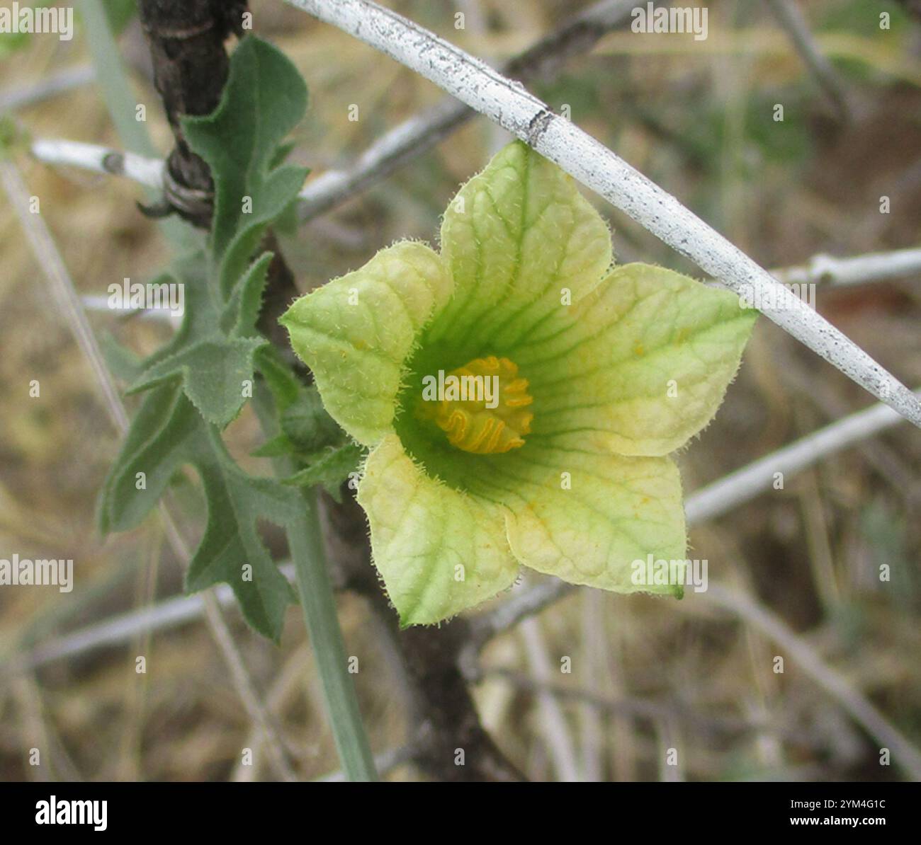 Cucumber Bushpumpkin (Coccinia rehmannii Stock Photo - Alamy