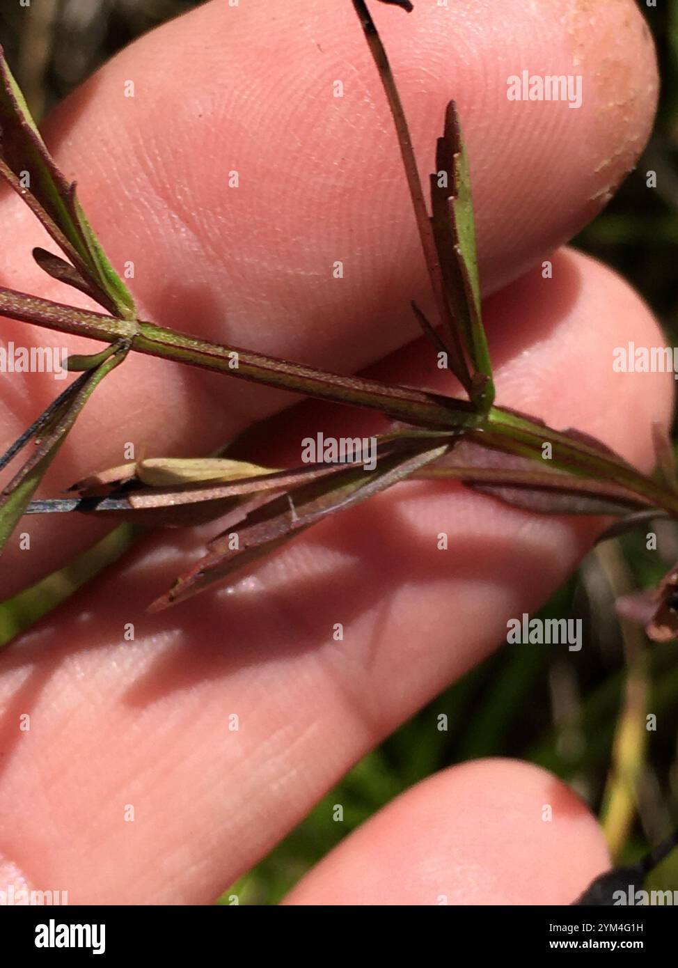 common axil-flower (Mecardonia acuminata Stock Photo - Alamy