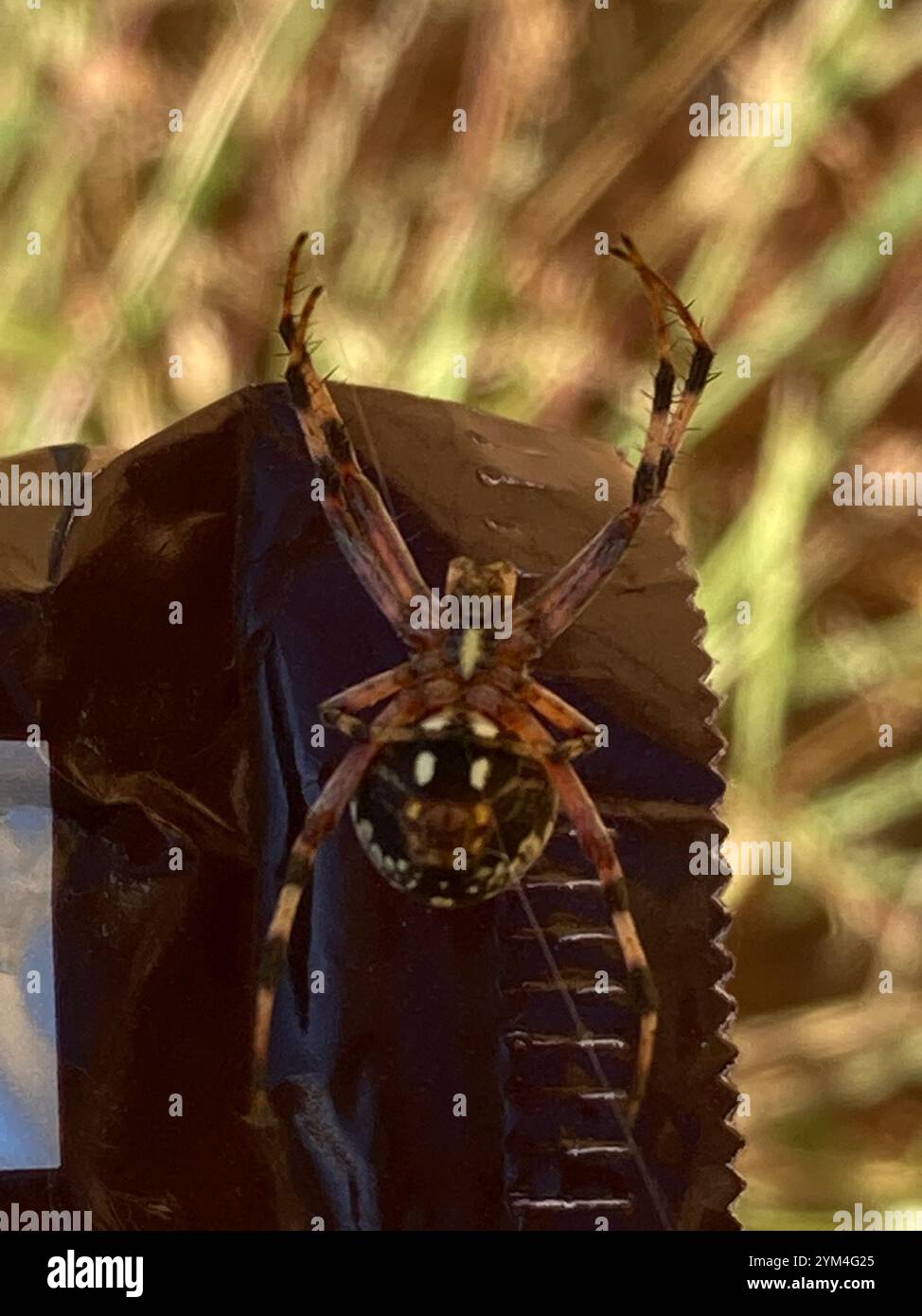 Western Spotted Orbweaver (Neoscona oaxacensis Stock Photo - Alamy