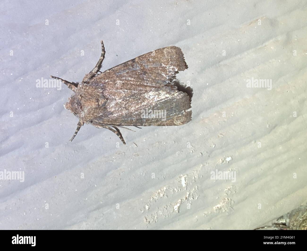 Cutworms and Dart Moths (Noctuinae Stock Photo - Alamy