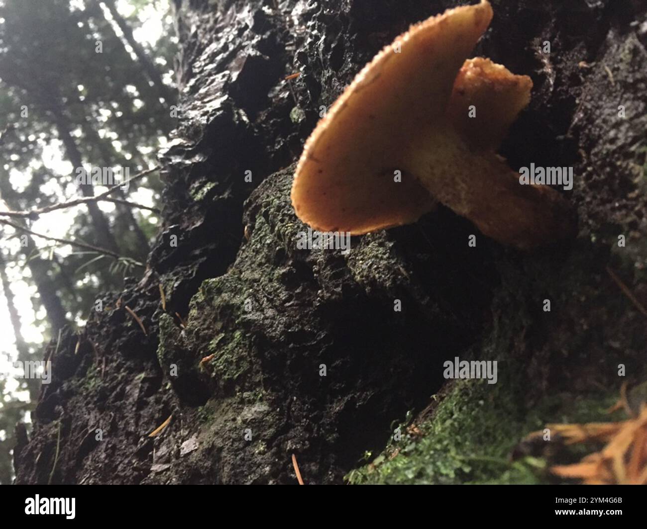 Western Painted Suillus (Suillus lakei Stock Photo - Alamy