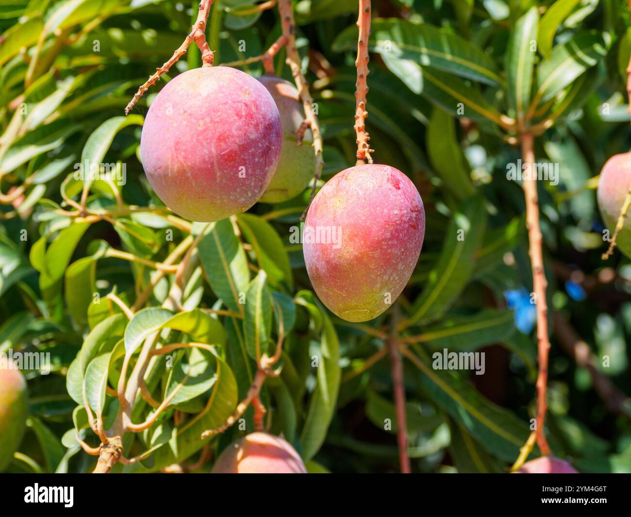 Mango fruits, Limpopo province, South Africa Stock Photo - Alamy