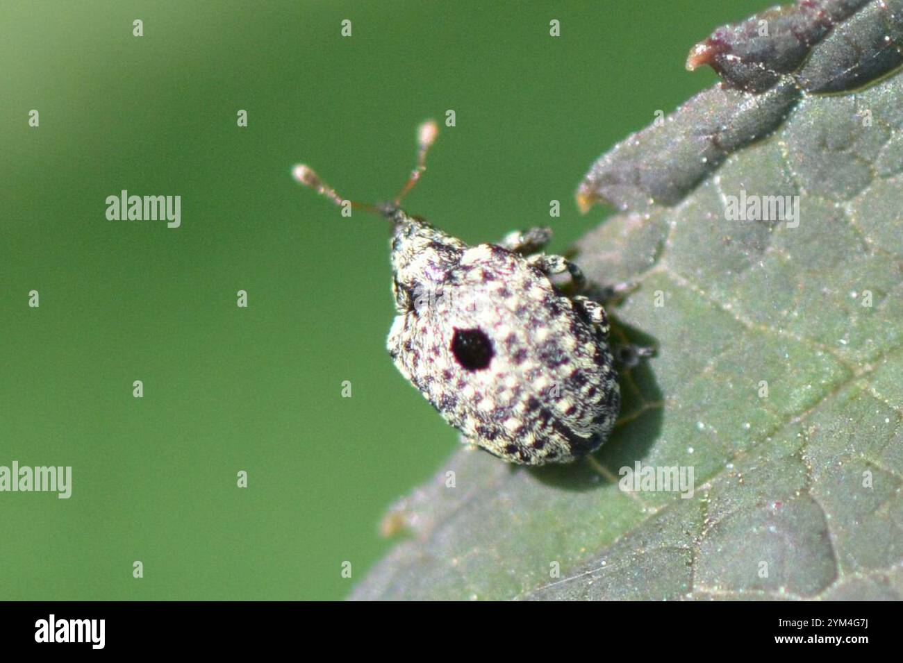 Figwort weevil hi-res stock photography and images - Alamy