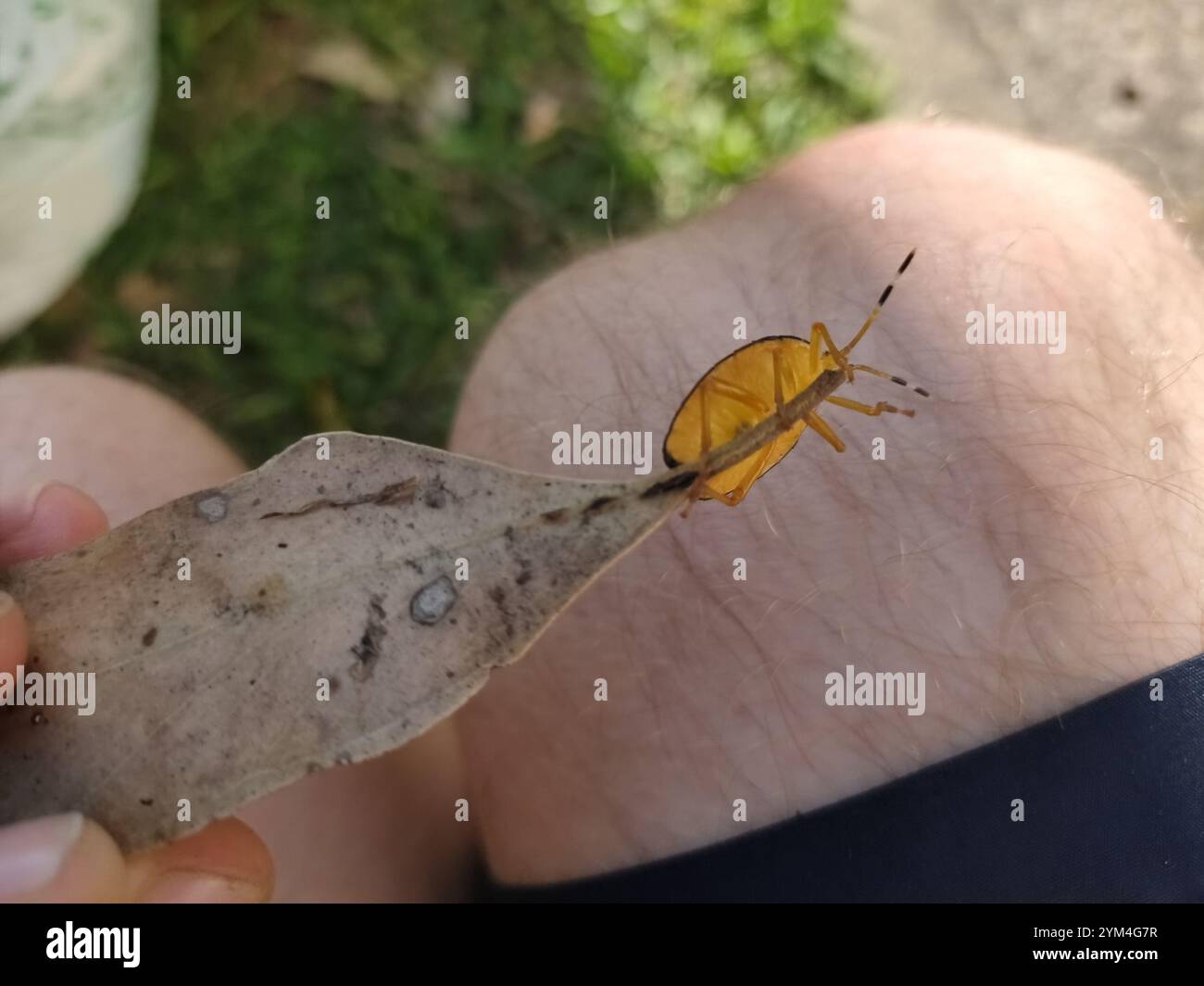 Bronze orange bug hi-res stock photography and images - Alamy