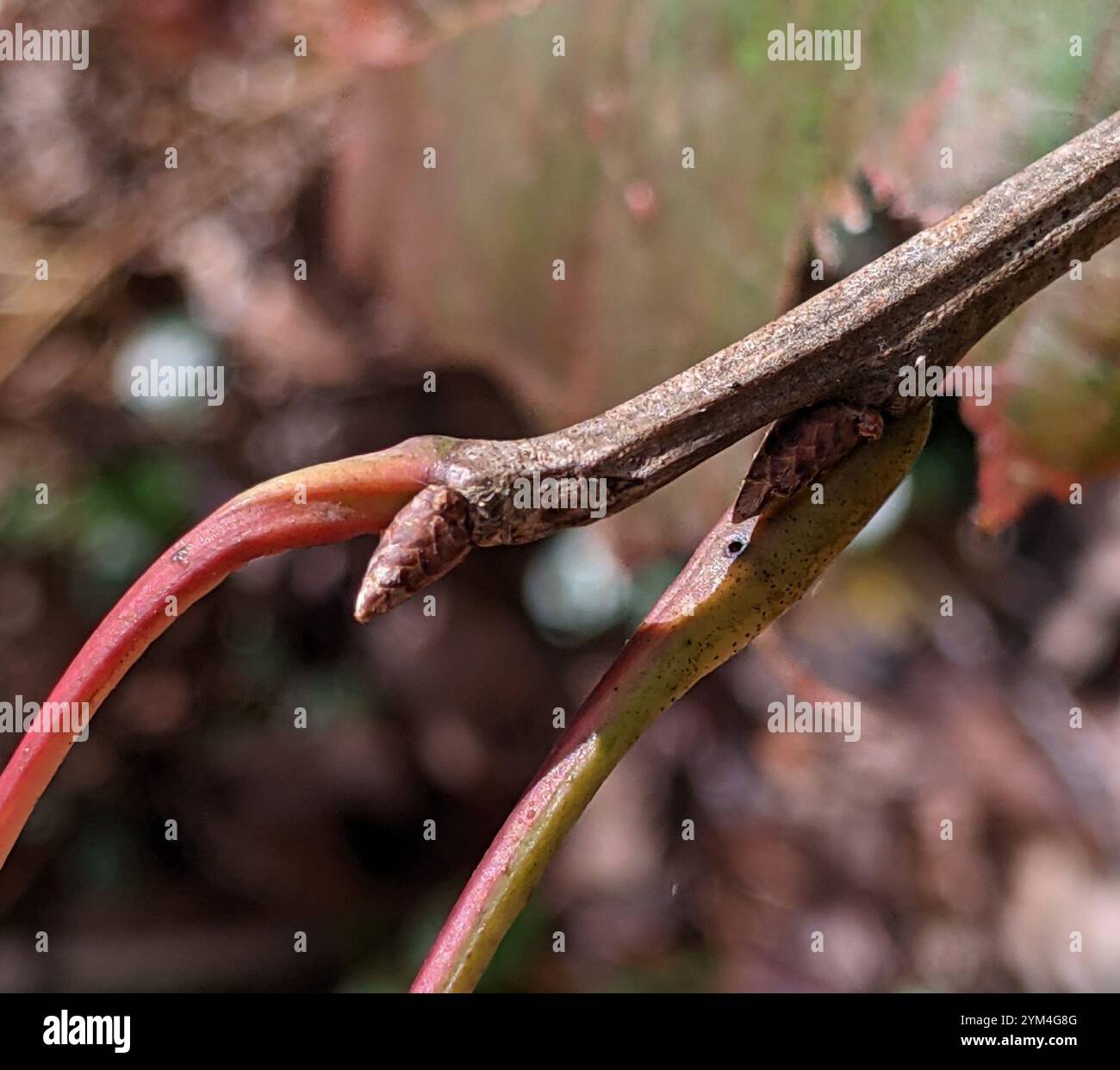 Medularis hi-res stock photography and images - Alamy