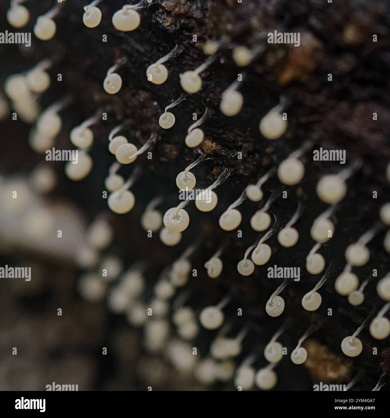 Physarum hi-res stock photography and images - Alamy