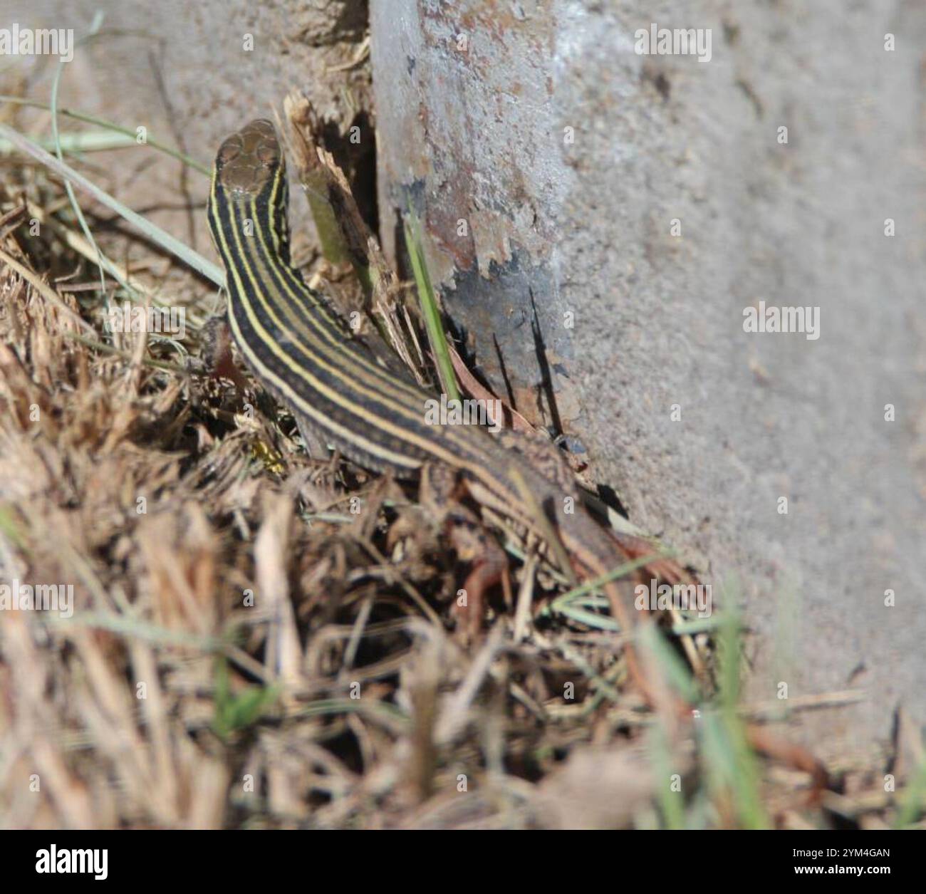 Common Spotted Whiptail (Aspidoscelis gularis Stock Photo - Alamy