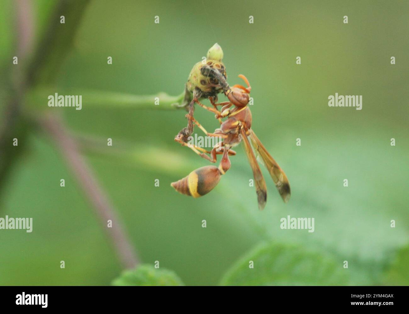 Small Paper Wasps (Ropalidia Stock Photo - Alamy