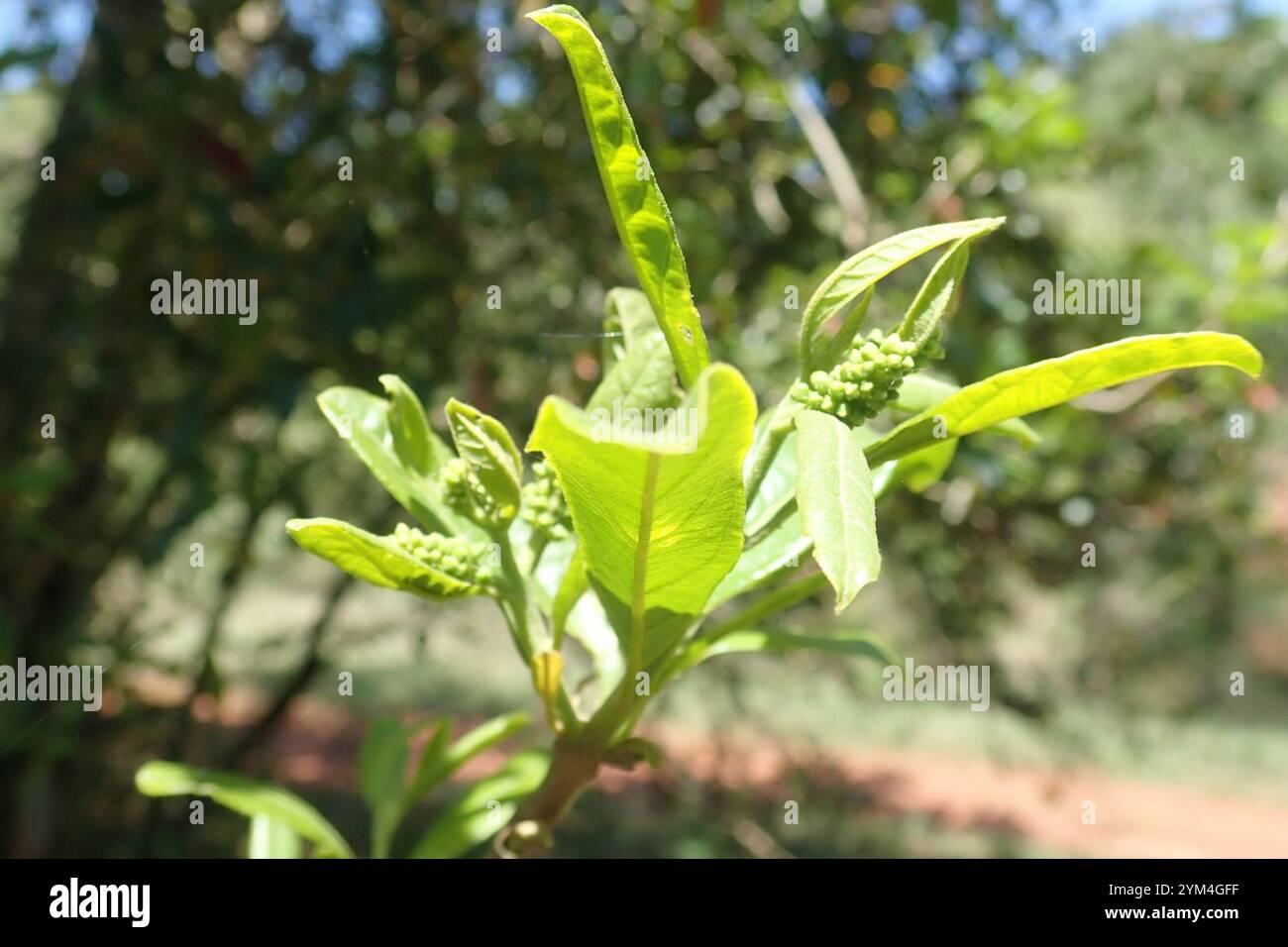 Kraussii hi-res stock photography and images - Alamy