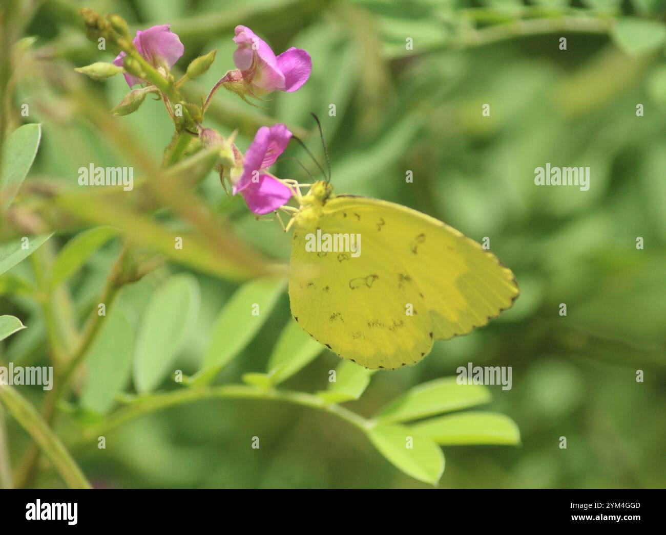 Three-spotted Grass Yellow (Eurema blanda Stock Photo - Alamy