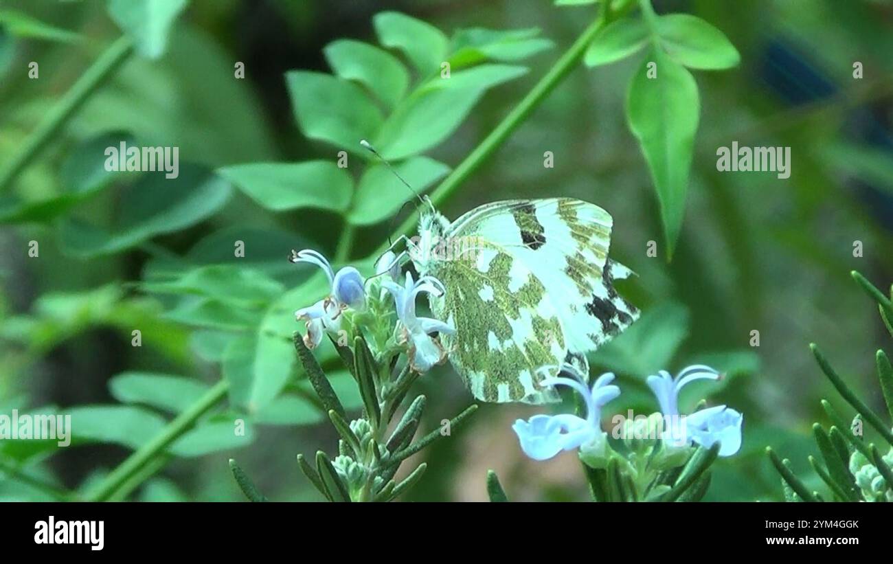 Eastern Bath White (Pontia edusa Stock Photo - Alamy