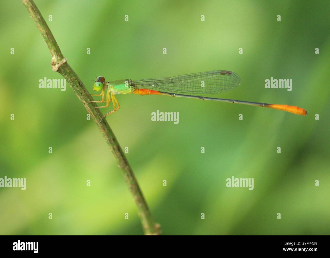 Orange-tailed Marsh Dart (Ceriagrion cerinorubellum Stock Photo - Alamy