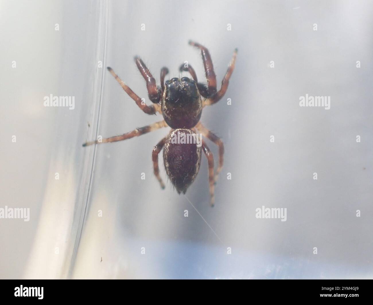 Bronze Jumping Spider (Eris militaris Stock Photo - Alamy