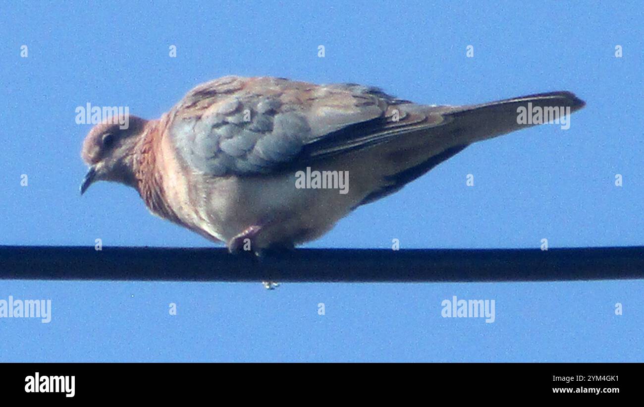 Southern Laughing Dove (Spilopelia senegalensis senegalensis Stock ...