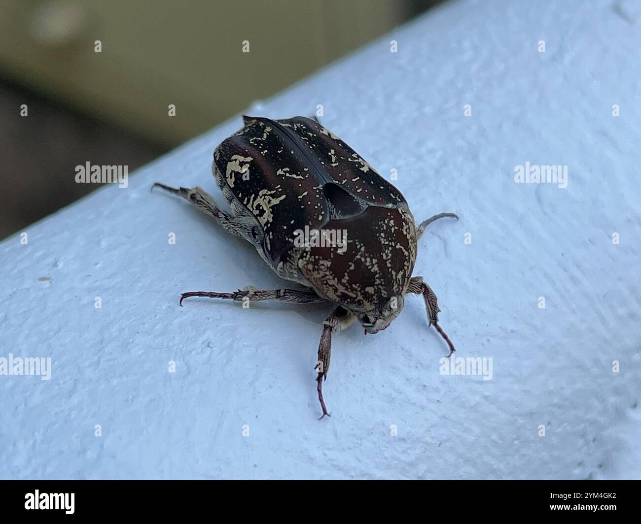 Mango Flower Beetle (Protaetia fusca Stock Photo - Alamy