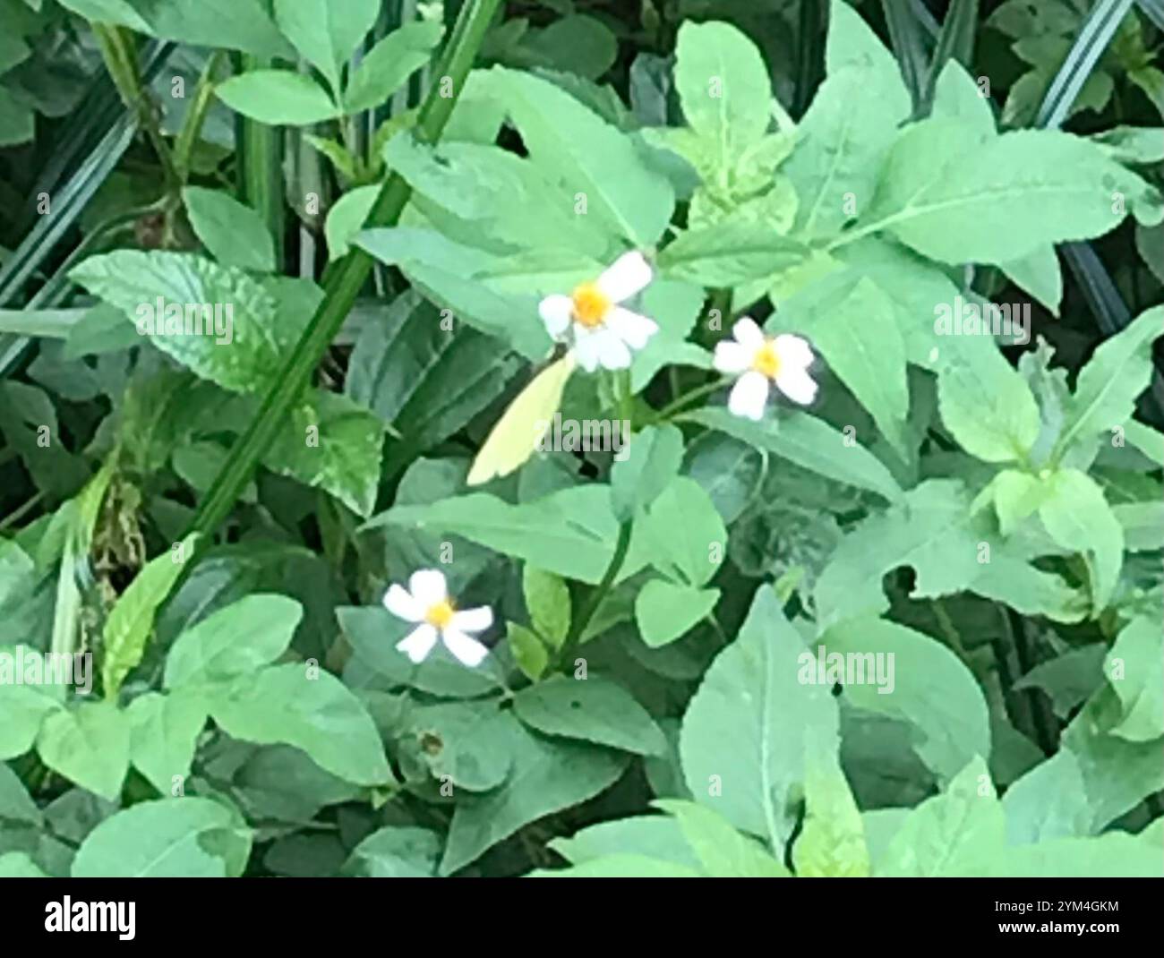 Yellow Orange Tip (Ixias pyrene Stock Photo - Alamy