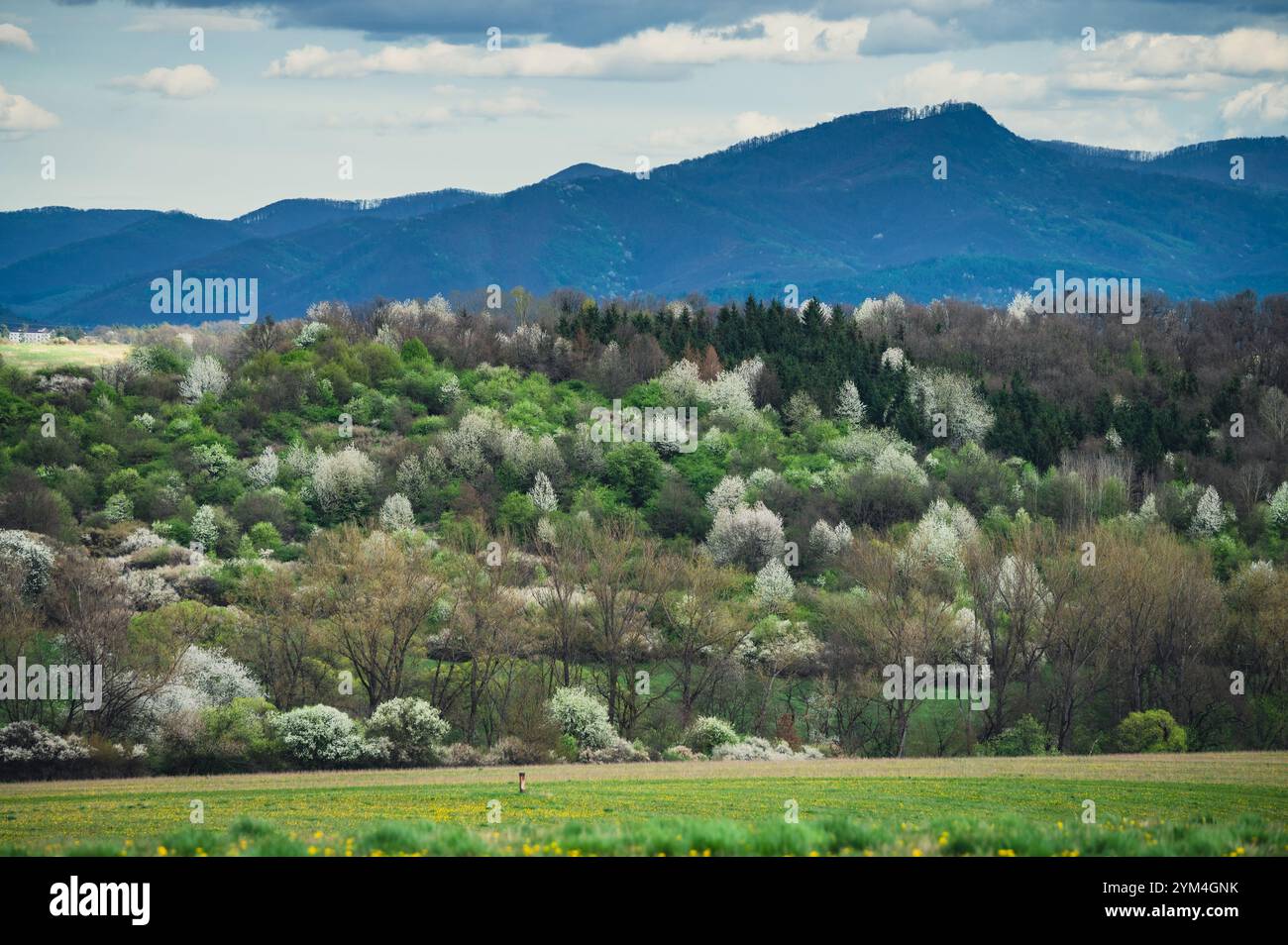 Lush spring landscape hi-res stock photography and images - Alamy