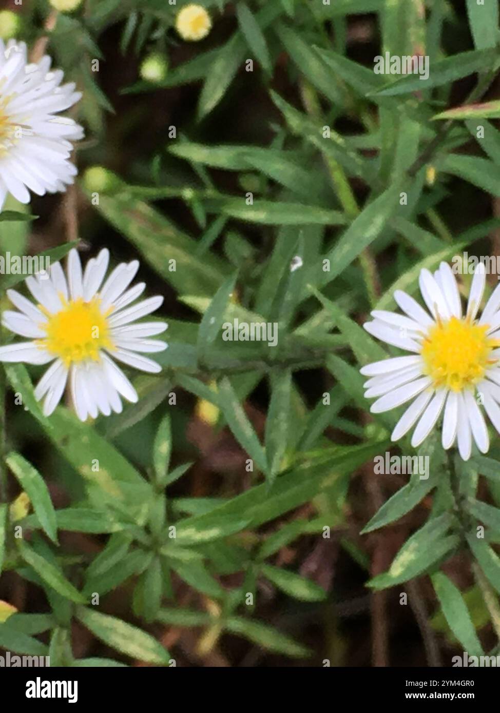 Frost Aster (Symphyotrichum pilosum pilosum Stock Photo - Alamy