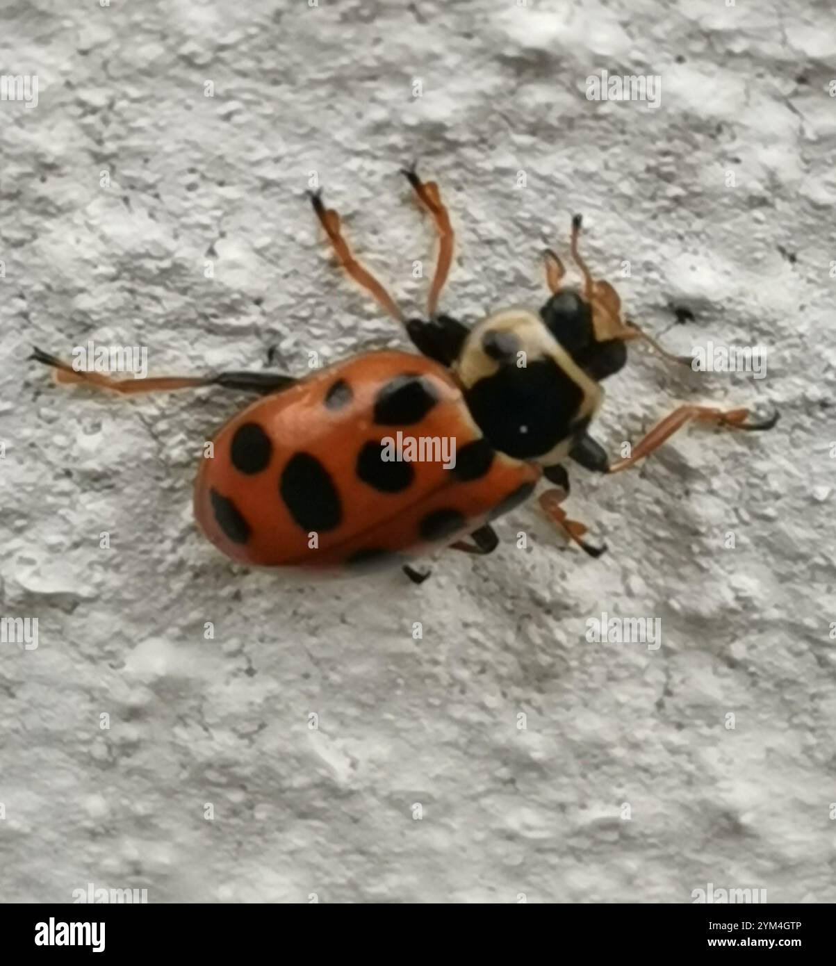 Thirteen-spotted Lady Beetle (Hippodamia tredecimpunctata Stock Photo ...