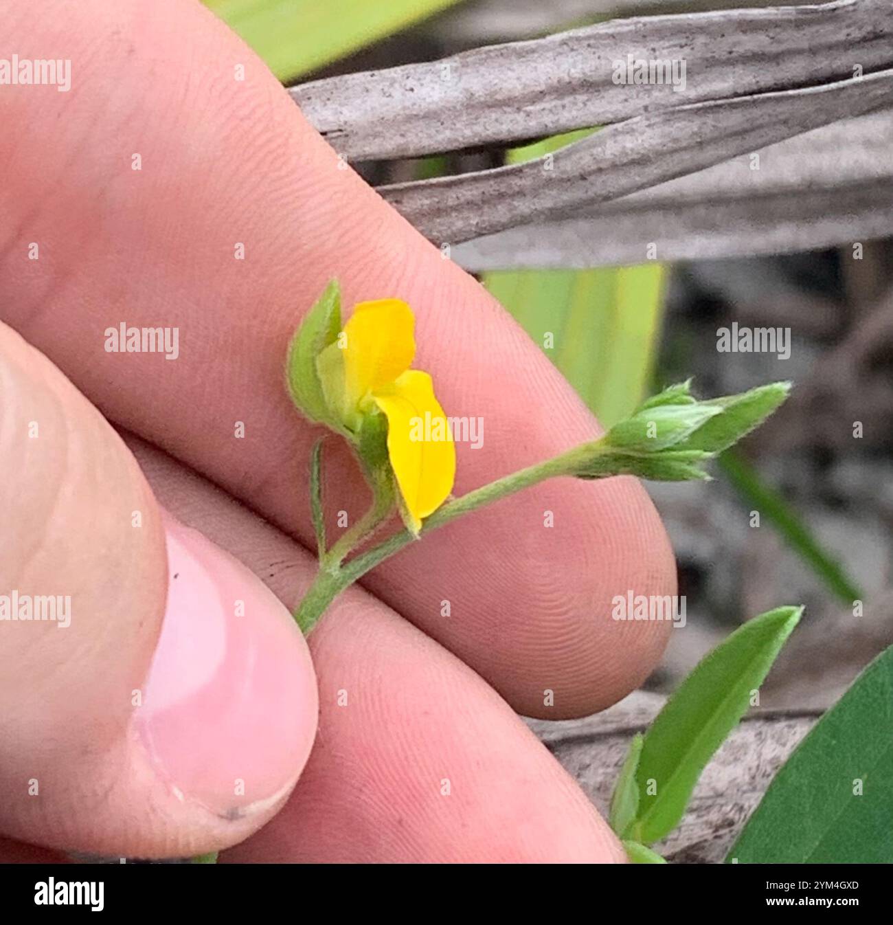 Rabbitbells (Crotalaria rotundifolia Stock Photo - Alamy