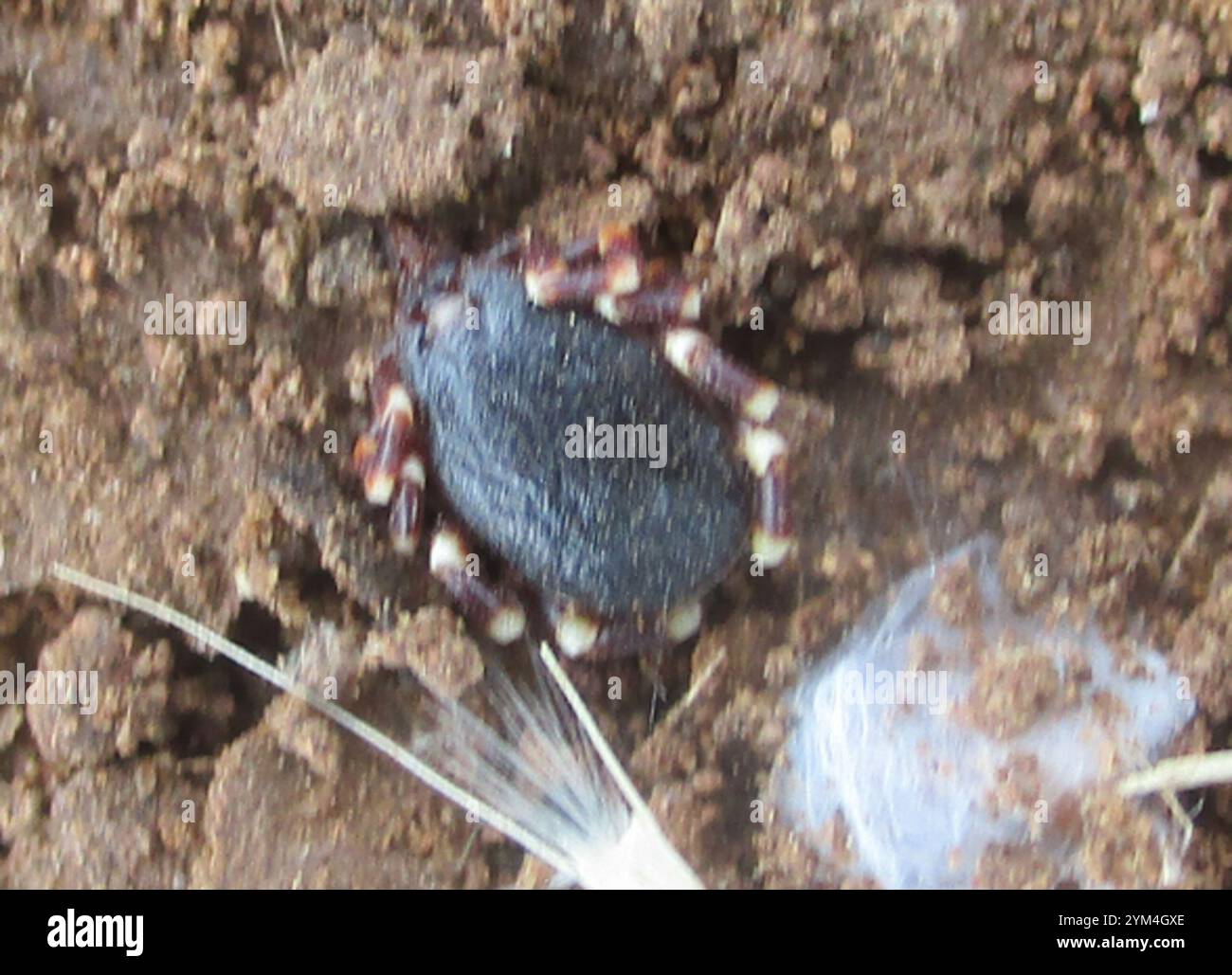 Hyalomma hi-res stock photography and images - Alamy