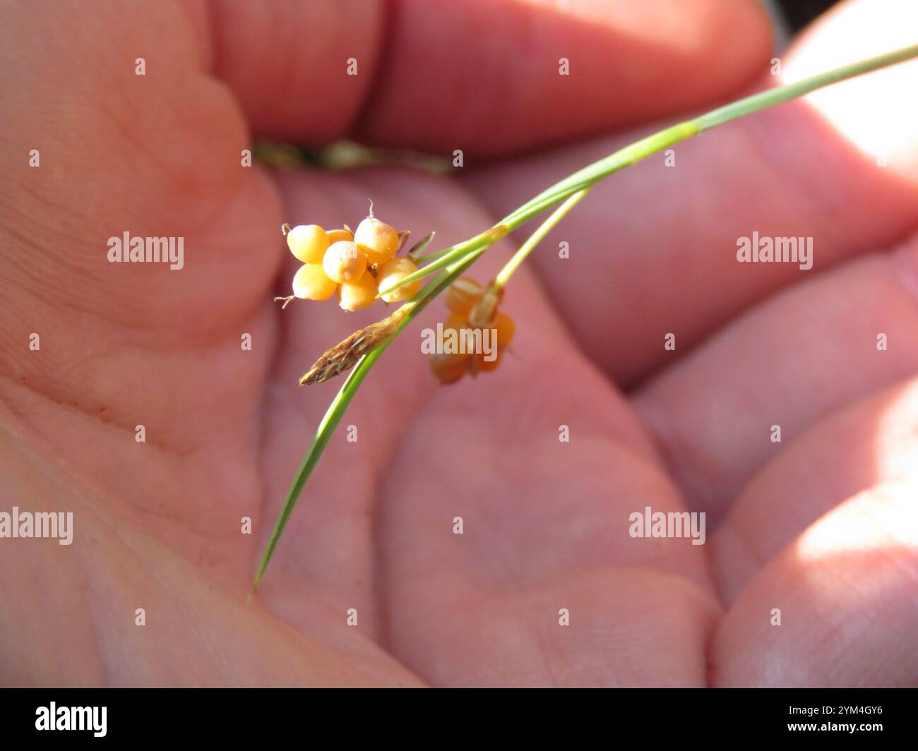 golden sedge (Carex aurea Stock Photo - Alamy
