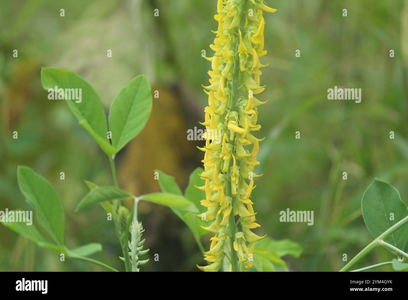 Crotalaria pallida hi-res stock photography and images - Alamy