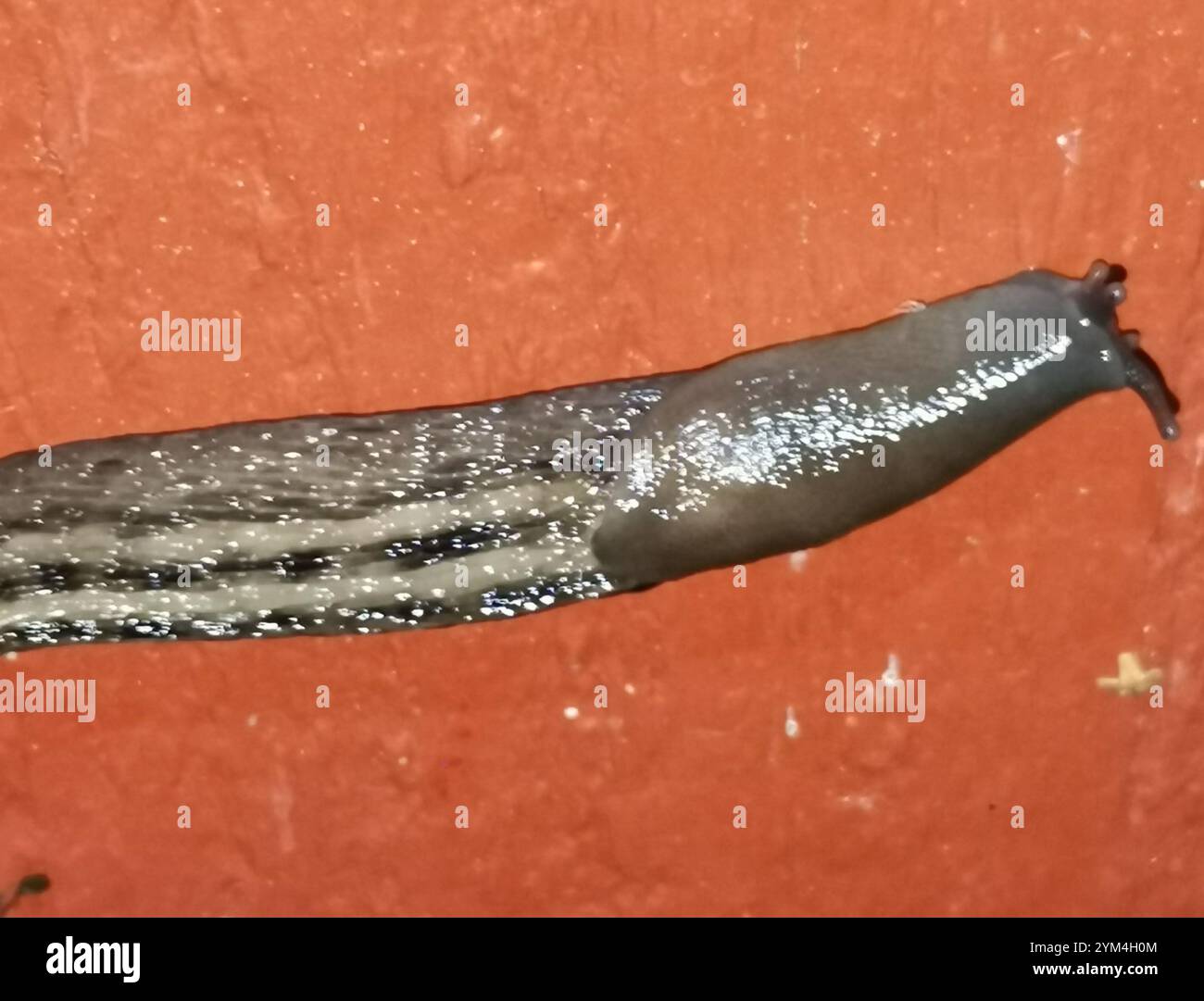 Ash-black Slug (Limax cinereoniger Stock Photo - Alamy