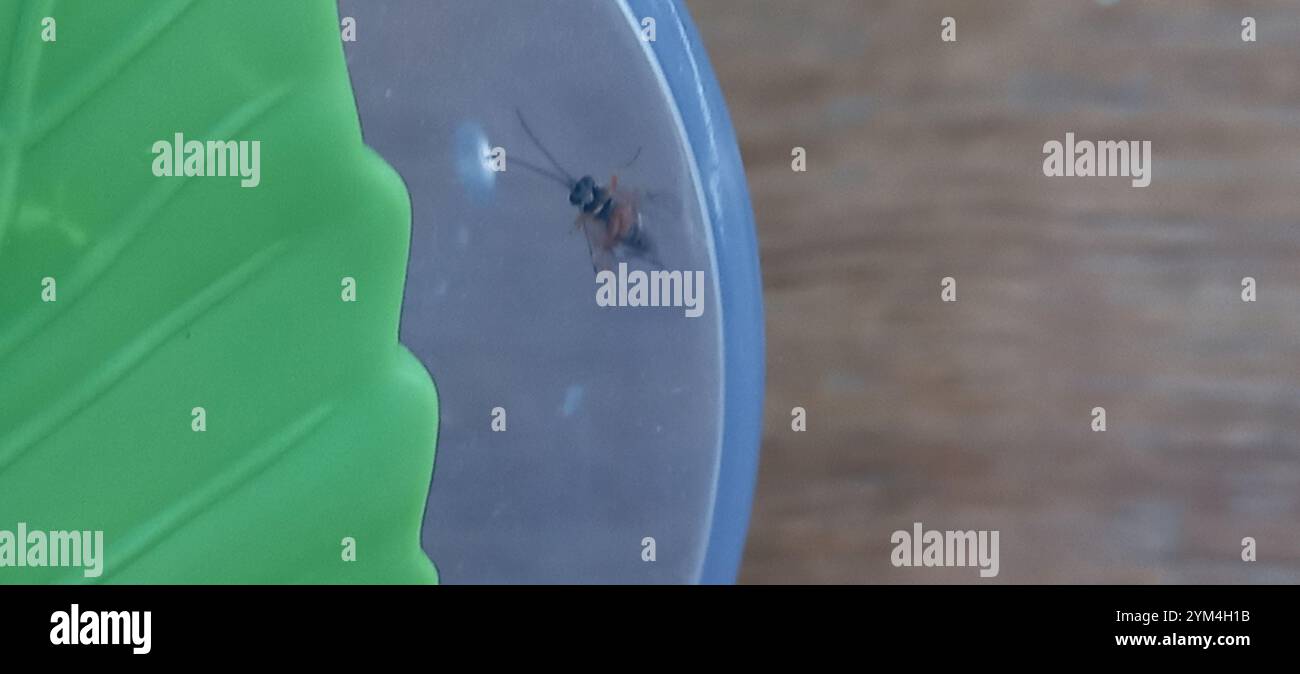 Common Hover Fly Parasitoid Wasp (Diplazon laetatorius Stock Photo - Alamy