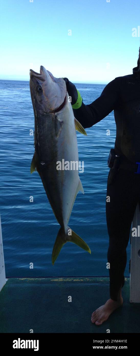 Yellowtail Kingfish (Seriola lalandi Stock Photo - Alamy