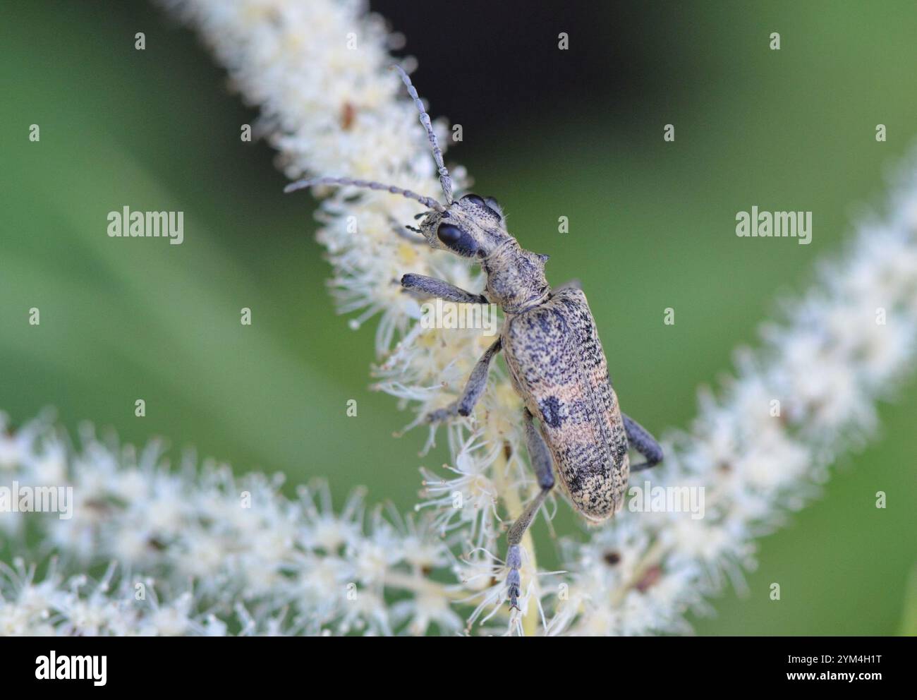 Blackspotted Longhorn Beetle (Rhagium mordax Stock Photo - Alamy