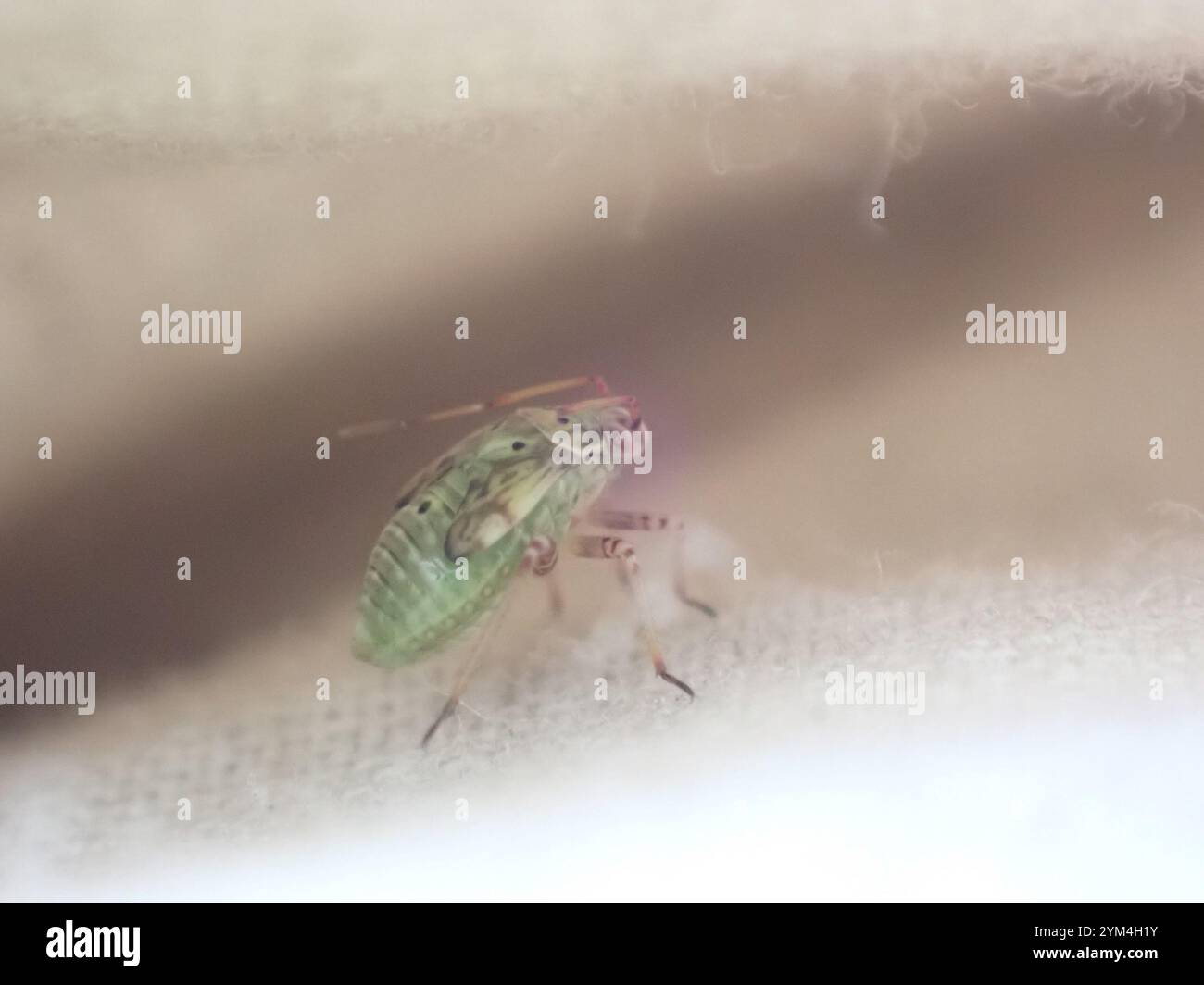 True Bugs (Heteroptera Stock Photo - Alamy