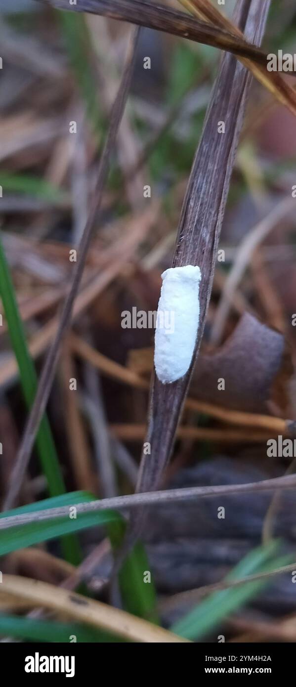 cottony grass scale (Eriopeltis festucae Stock Photo - Alamy