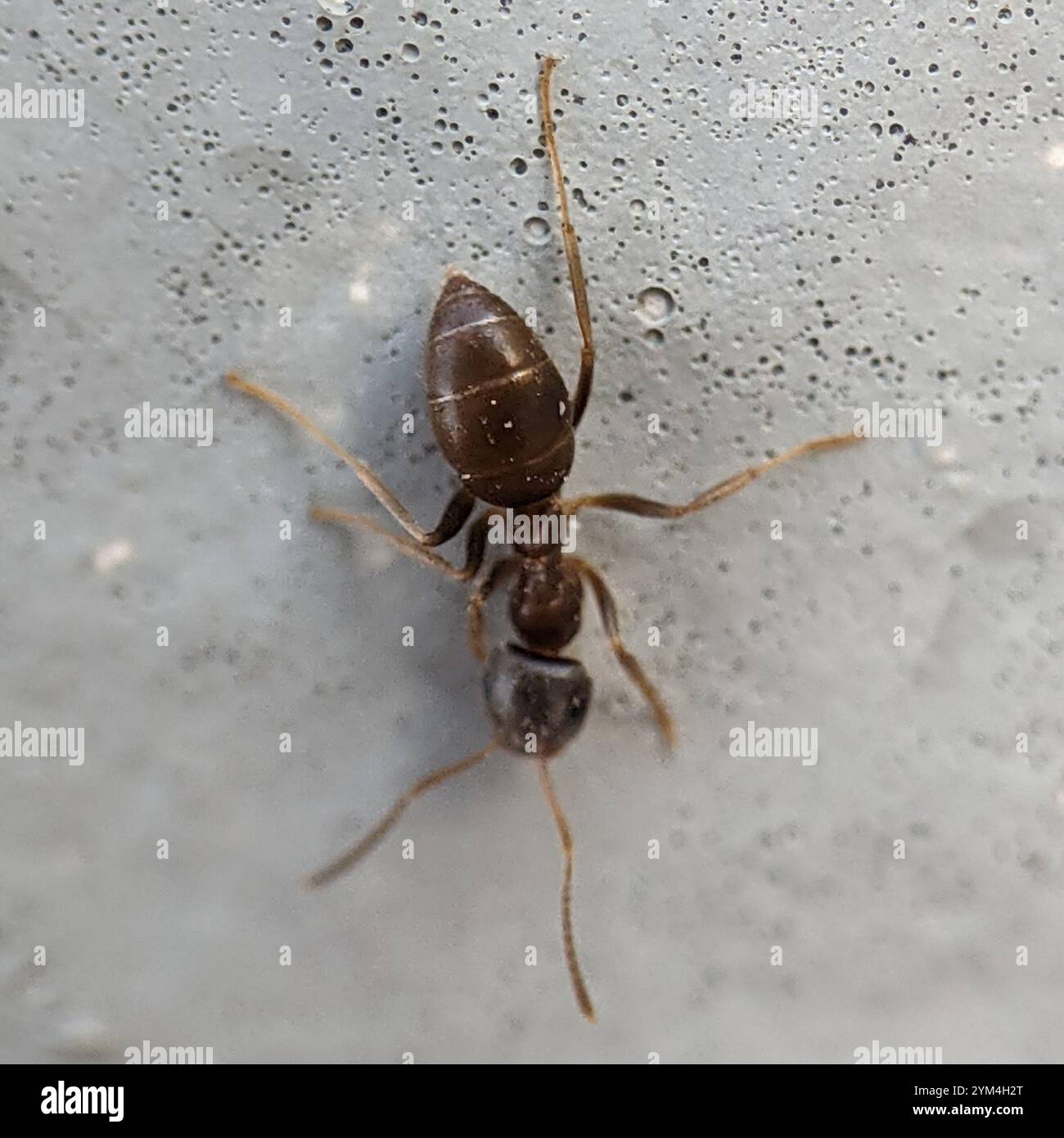 Turfgrass Ant (Lasius neoniger Stock Photo - Alamy
