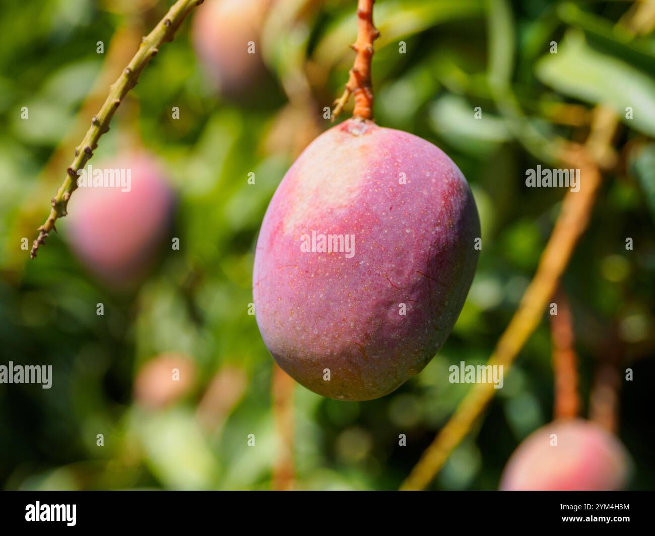 Mango fruits, Limpopo province, South Africa Stock Photo - Alamy
