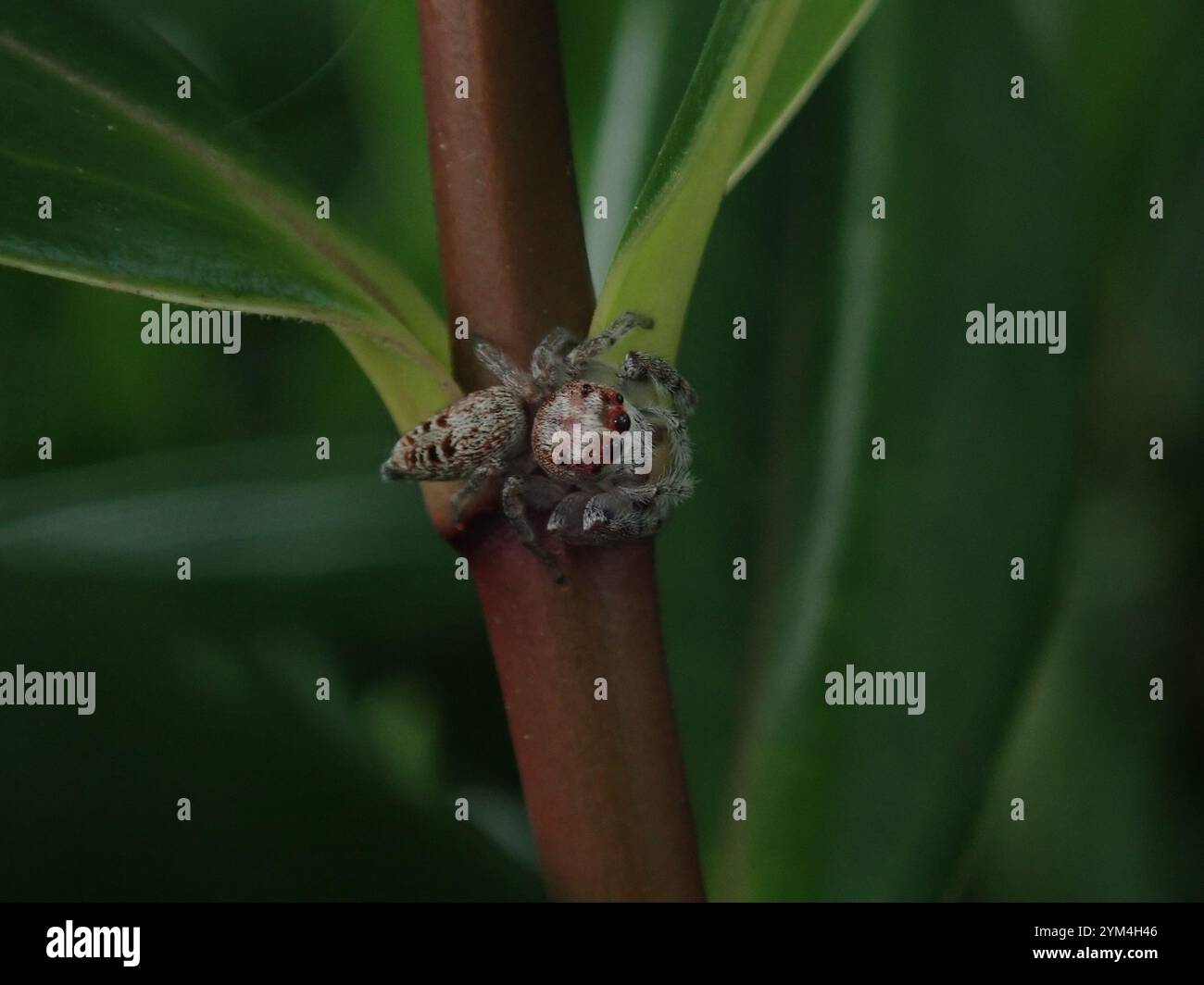 Cyclops Jumping Spider (Opisthoncus polyphemus Stock Photo - Alamy