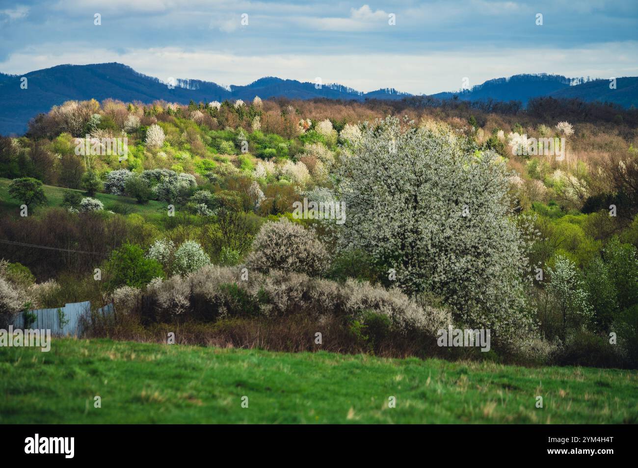 Vibrant spring landscape showcasing lush green fields and white ...