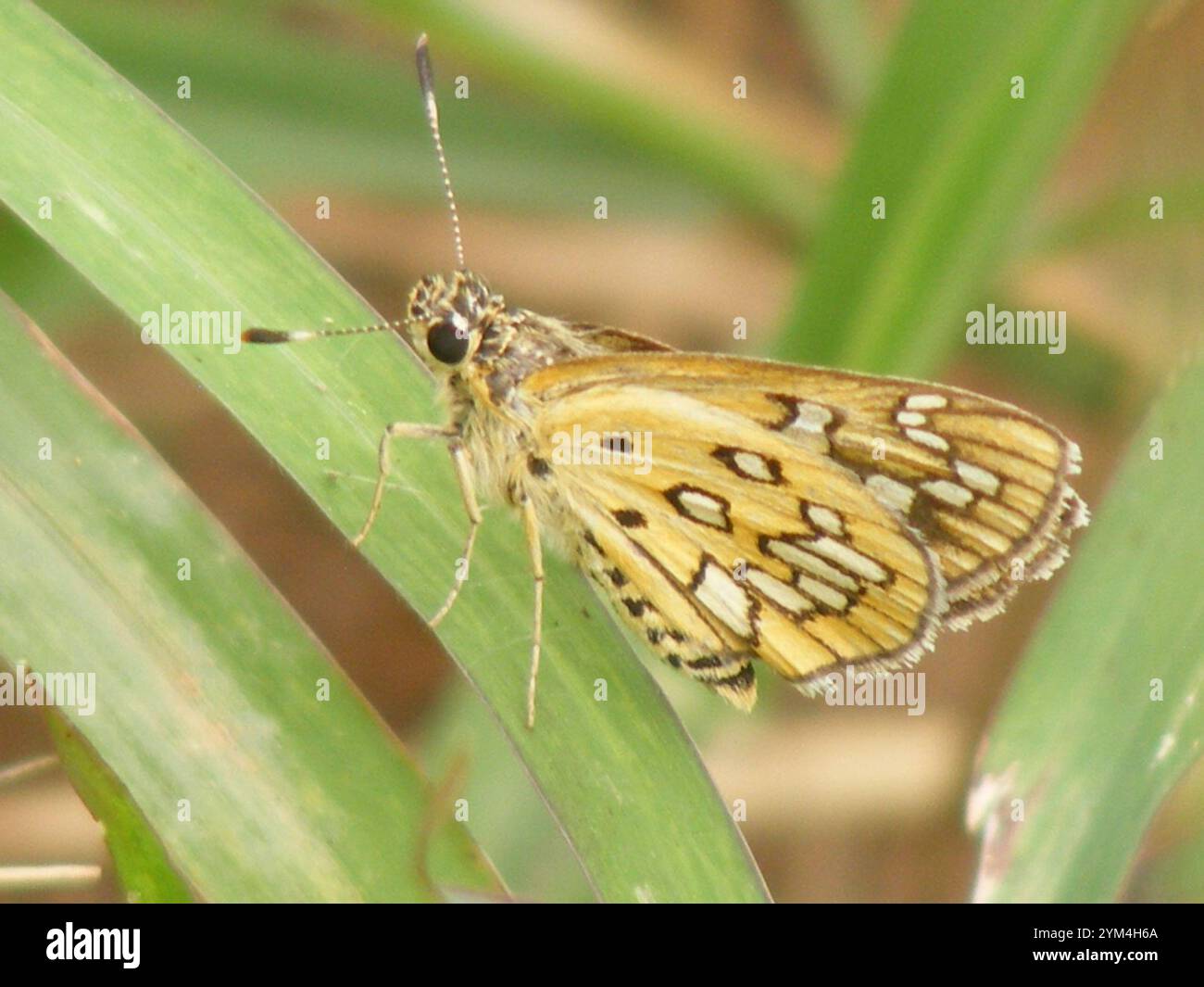 Pale Ranger (Dotta callicles Stock Photo - Alamy