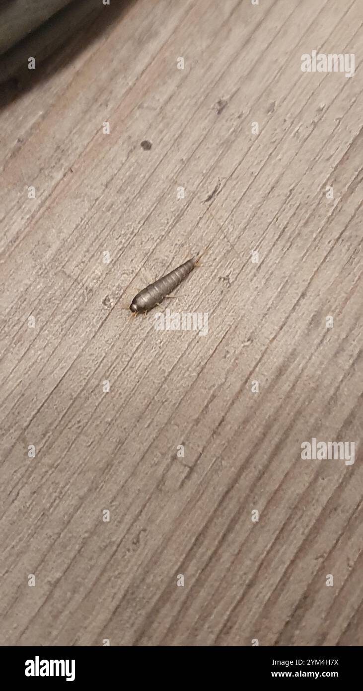 Common Silverfish (Lepisma saccharinum Stock Photo - Alamy