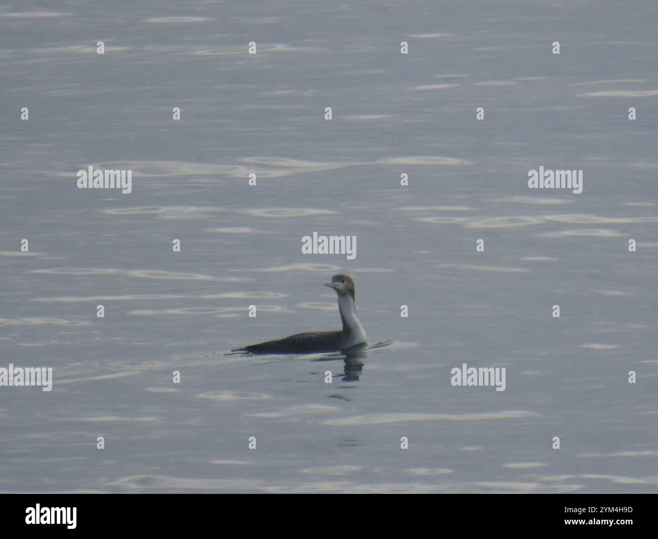 Pacific Loon (Gavia pacifica Stock Photo - Alamy