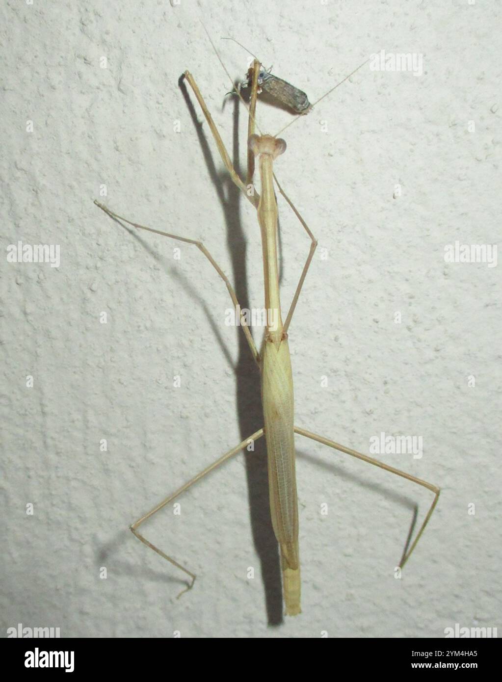 Hammerhead Mantis (Hoplocoryphella grandis Stock Photo - Alamy