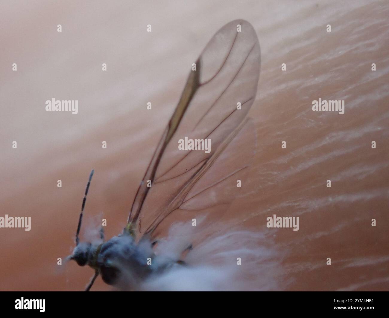 Woolly Aphids (Prociphilus Stock Photo - Alamy