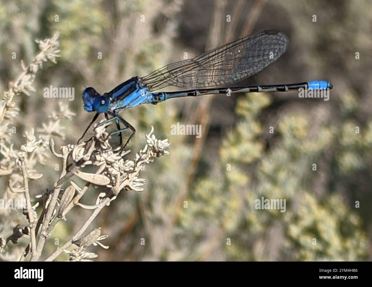 Paiute dancer hi-res stock photography and images - Alamy