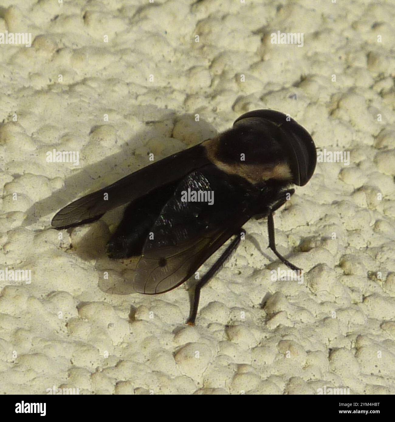 Western Black Horse Fly (Tabanus punctifer Stock Photo - Alamy