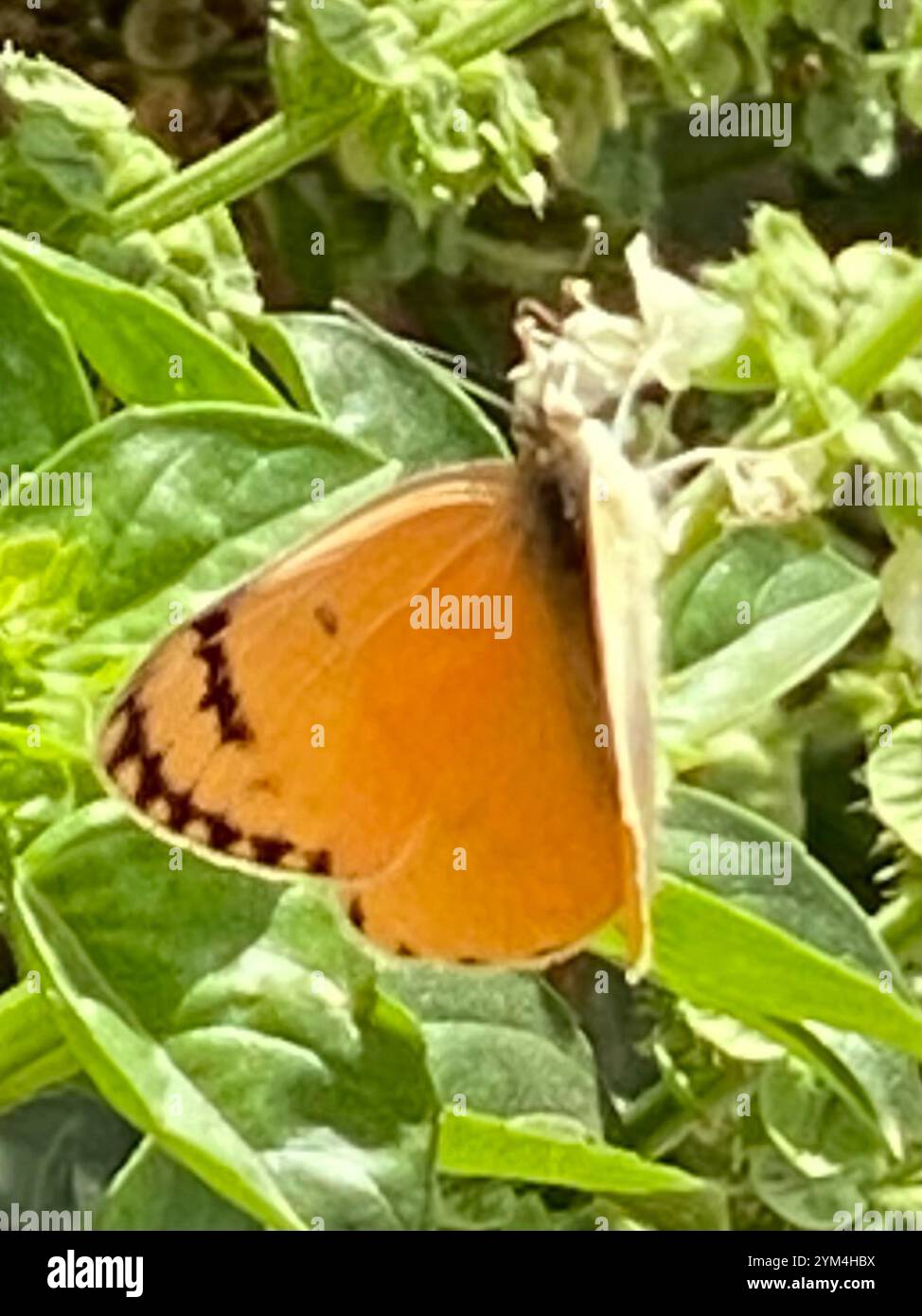 Colotis fausta hi-res stock photography and images - Alamy