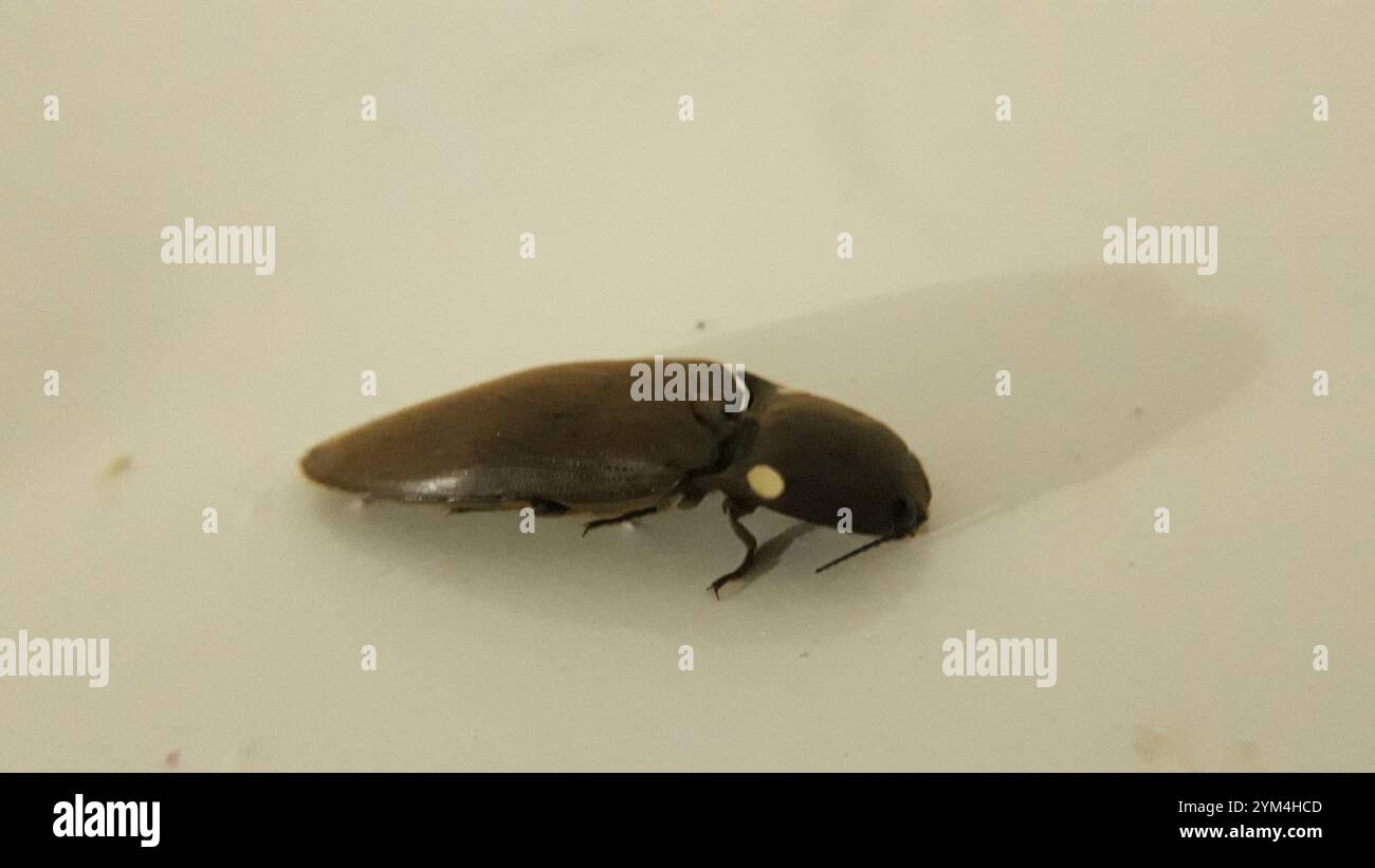 Fire Click Beetles (Pyrophorus Stock Photo - Alamy